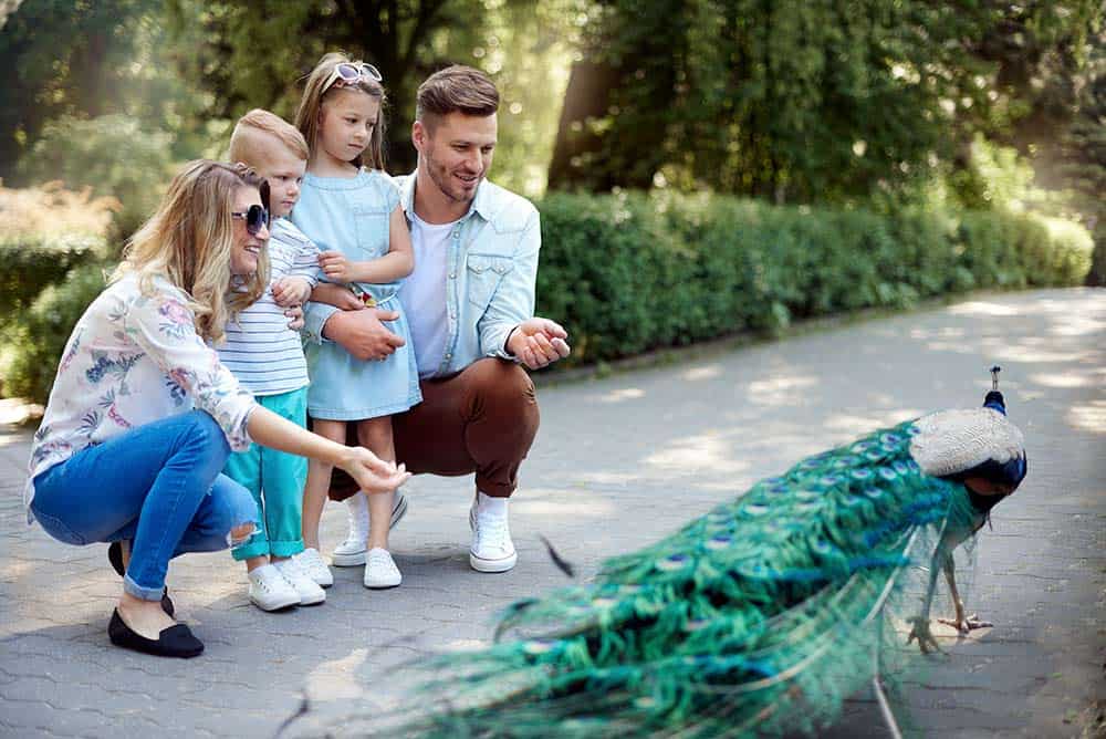 How to Teach Your Kids About Awesome Bird Watching