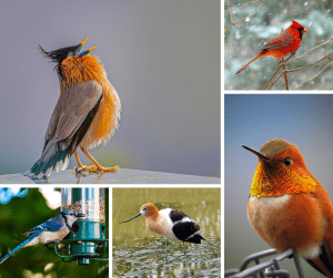 Here Are 11 Amazing Activities: Bird Watching for Kids & Grandkids