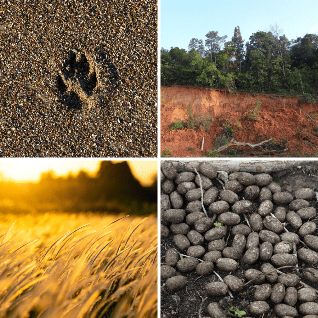 6 Fascinating Ways Our Ancestors Read Signs in Nature
